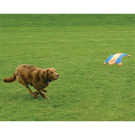 Chuck It Flying Squirrel Med Pawesome Adventure And Sport