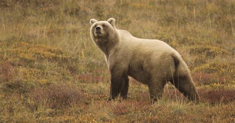 11 Year Old Alaskan Saves Uncle From Bear Attack Gohunt The Hunting