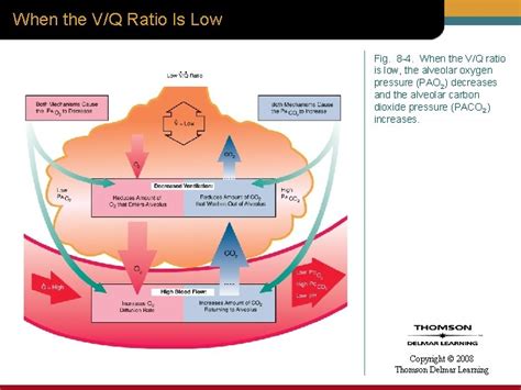 Chapter 8 Ventilationperfusion Relationships Copyright 2008 Thomson Delmar