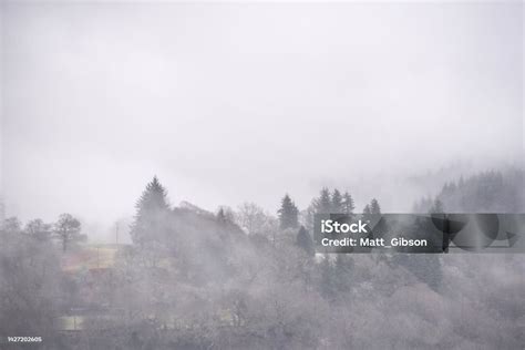 무디 극적인 안개 겨울 풍경 스코틀랜드의 벤 로몬드 의 경사면에서 나무를 통해 표류하는 겨울 풍경 0명에 대한 스톡 사진 및