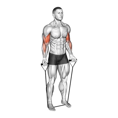 Band Close Grip Biceps Curl Video Guide Lyfta