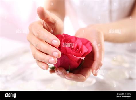 Beautiful And Delicate Feminine Hands With Flower Red Rose Beauty