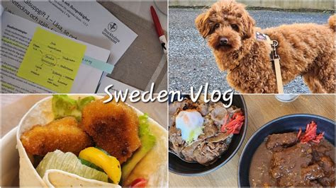 Vlog 스웨덴 대학생활 감자랑 평일 산책 치킨랩 레시피 일본집밥 음식점 그리스 요리 외식 Youtube