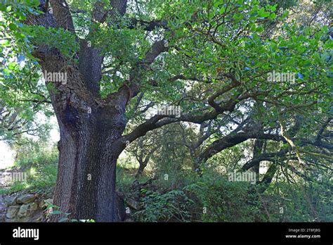 Roble Cerrioide Quercus Cerrioides Is An Deciduous Tree Endemic To