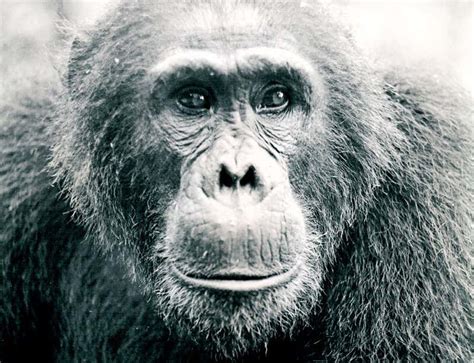Only Known Chimp War Reveals How Societies Splinter New Scientist