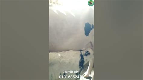 হাই বিট একটা গরু বয়স চার দাঁত সাথে ষার বাচ্চা দুধ 15 যোগাযোগ 01316852433 Youtube