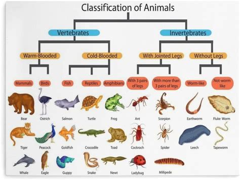 Asdg12s Biological Poster Animal Biological Classification Hierarchy
