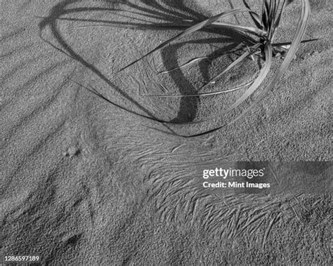 Black And White Sea Grass Photos And Premium High Res Pictures Getty