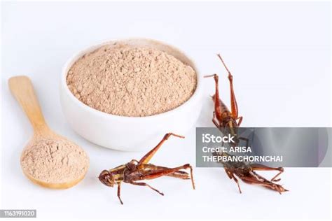 메뚜기 곤충 분말 곤충을 위한 Orthoptera 밀가루는 그릇에 조리된 곤충 고기로 만든 음식 식용 품목으로 먹고 흰색 배경에