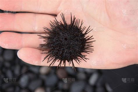 在你的手掌里