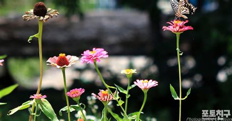 포토친구 백일홍 꽃밭에서