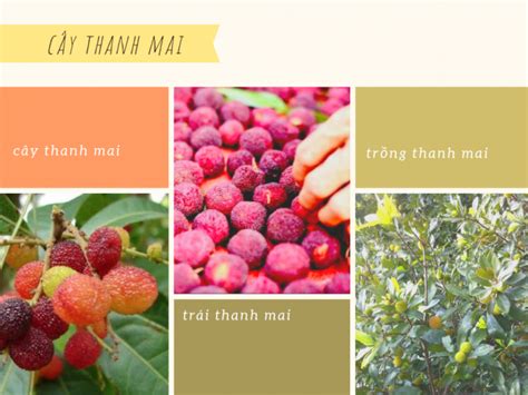 Cây Thanh Mai Trồng ở đâu Tại Việt Nam Trung Quốc Hongkong Nguồn