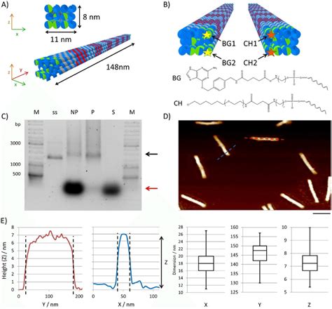 Design And Analysis Of Dna Origami Nanostructures A Schematic