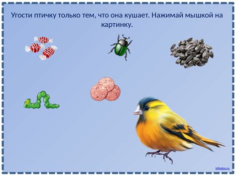 Игра Такие разные птицы презентация онлайн