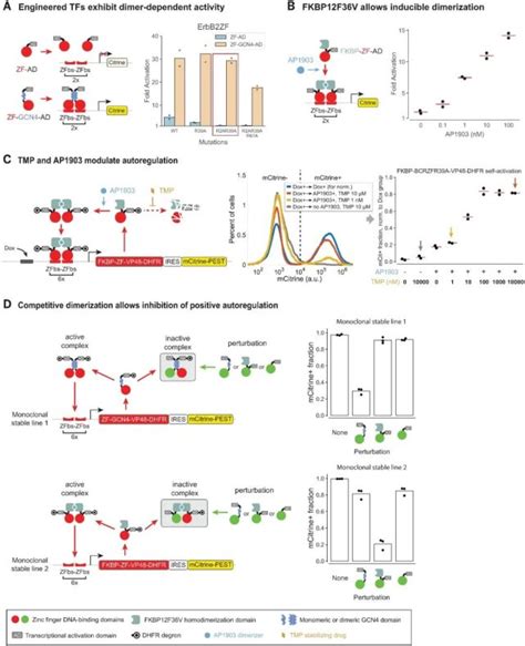 里程碑Science基因电路实现哺乳动物细胞可控可扩展的多重稳定性 腾讯新闻
