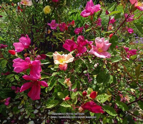 Rose Rosa Mutabilis In The Roses Database