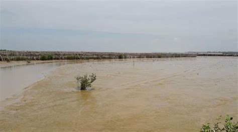 Pembangunan Tol Dan Tanggul Laut Rusak 42 Ha Mangrove Di Demak Dan