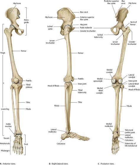Leg Bones Diagram Labeled