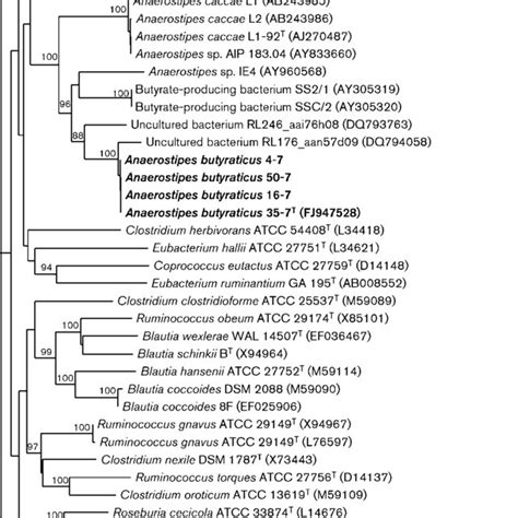 16s Rrna Gene Sequence Phylogenetic Tree Showing The Relationship