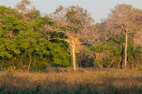 브라질 마토 그로소 주 Pantanal 0명에 대한 스톡 사진 및 기타 이미지 0명 Unesco 조직된 단체 국립공원