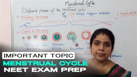 Menstrual Cycleneet Prepbiologyncerttnscert Youtube