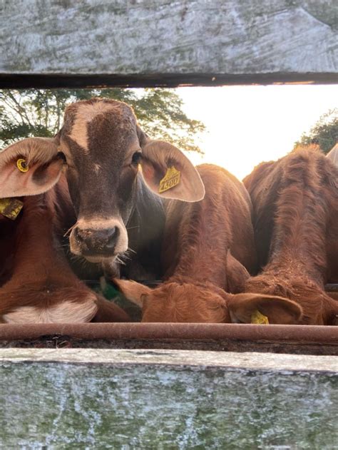 Vaquita Cute Cows Cow Pictures Cow