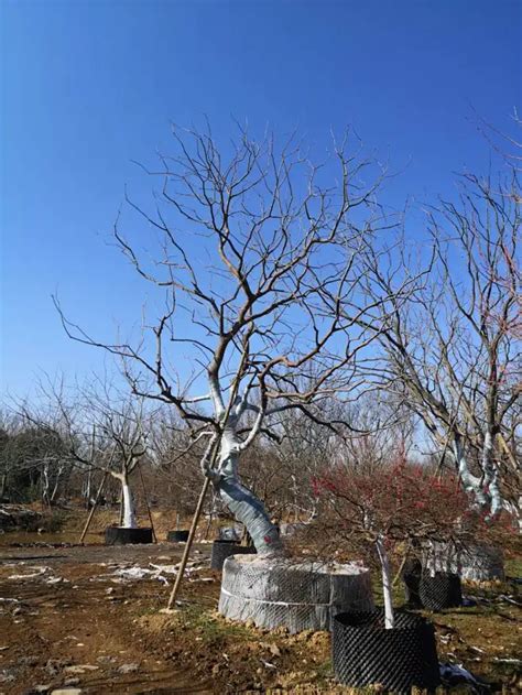 特选乌桕B 花瓣网