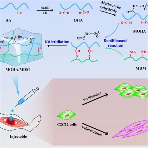 Schematic Illustration For The Development Of Mohamdm Hydrogel Download Scientific Diagram