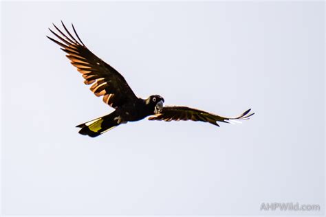 Yellow Tailed Black Cockatoo Ahp Wild