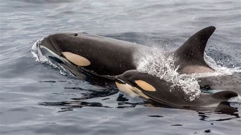 5 Gruesome Killer Whale Attacks Live Science