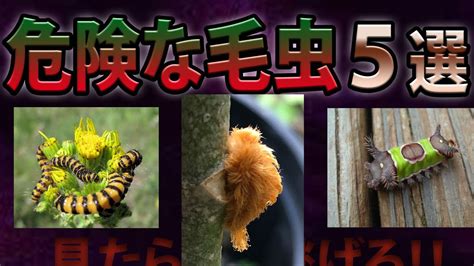 この毛虫を見かけたらすぐ逃げろ YouTube