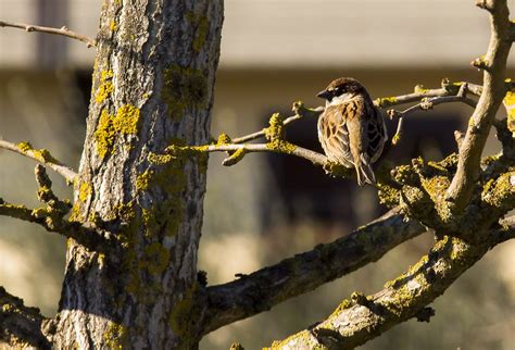 Oiseau Arbre Photo Gratuite Sur Pixabay