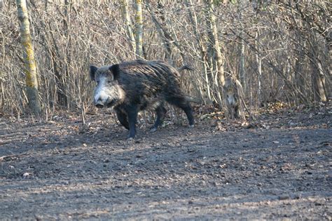 야생 멧돼지 돼지 Pixabay의 무료 사진 Pixabay