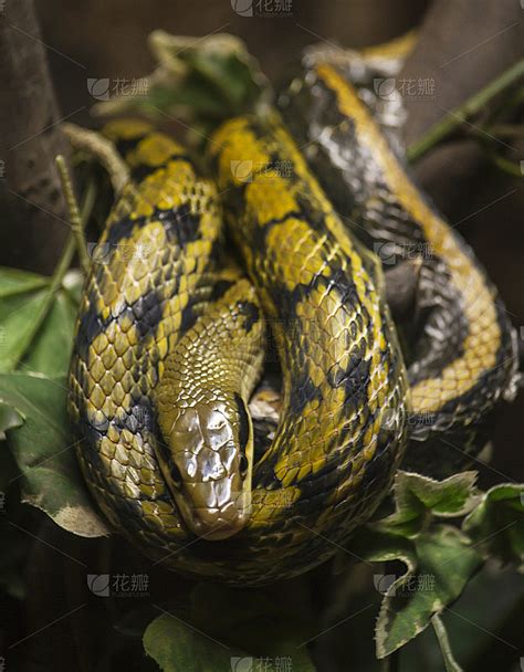 python的蛇