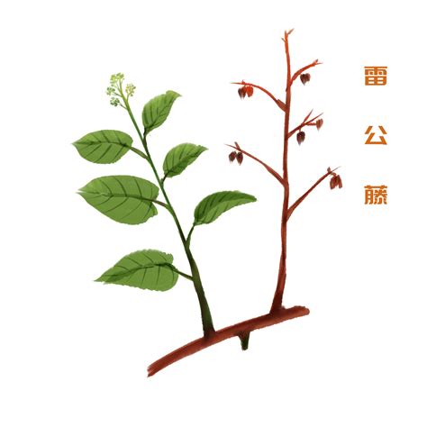 Arthritis Rheumatol类风湿关节炎的粘膜外形成及分泌型抗体的预后价值 MedSci cn