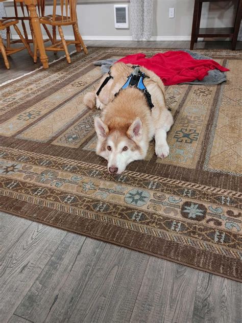 Her New Memory Foam Bed Rhusky