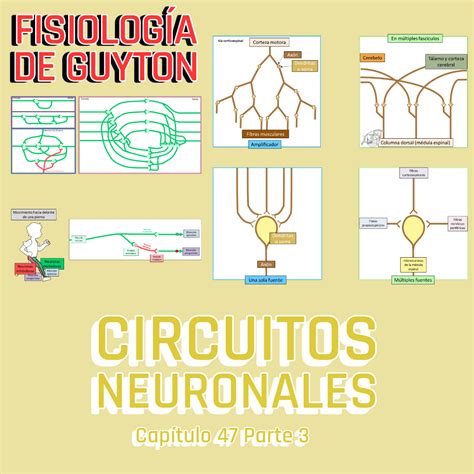 PresentaciÓn Completa L Fisiología De Guyton L Cap 47 Pt 3 Circuitos