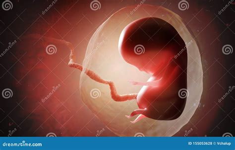 Human Fetus Or Embryo Inside Womb 3d Rendered Illustration Stock