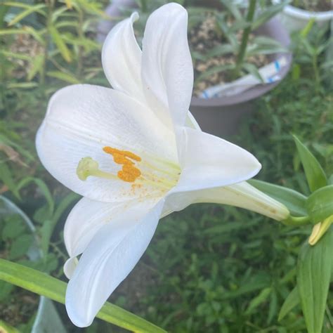Liliumlo