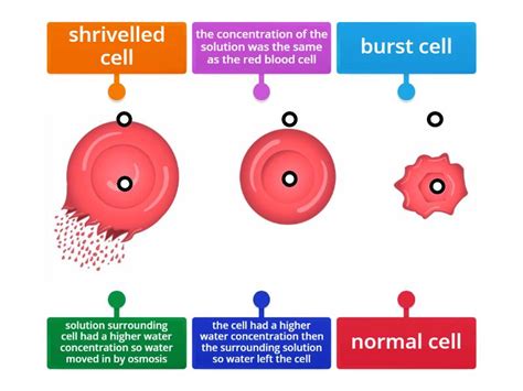 Osmosis In Red Blood Cells Labelled Diagram