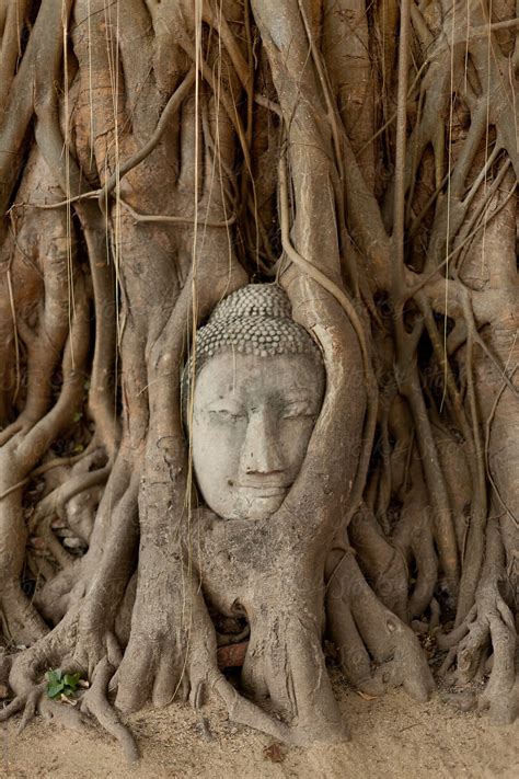 Tree Roots Sculpture