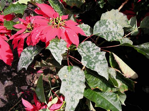 Organic Ways To Kill And Prevent White Powdery Mildew Dengarden
