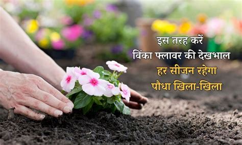 इस तरह करें विंका की देखभाल हर सीजन रहेगा पौधा खिला खिला Periwinkle