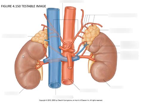 Gross Ii Final Exam Image Diagram Quizlet