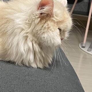 블라인드 반려동물 볼 씹귀