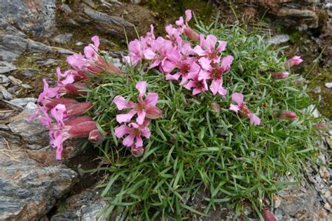 340 Extremophile Foto Foto Stok Potret And Gambar Bebas Royalti Istock