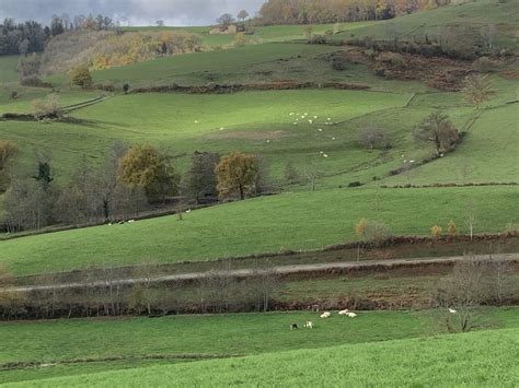 Rhône Fait divers Le cadavre dun veau atrocement mutilé découvert dans un pré