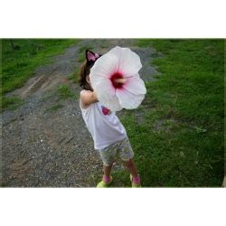 Hibiskus Bagienny Mix Hibiscus Moscheutos