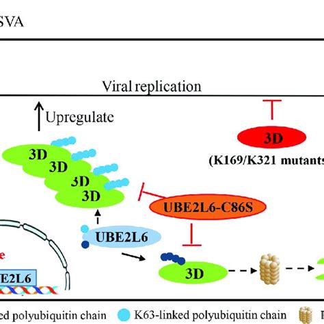Pdf E2 Ubiquitin Conjugating Enzyme Ube2l6 Promotes Senecavirus A