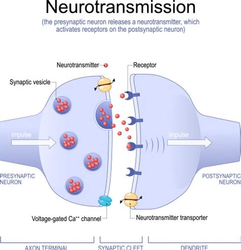 Scheme Nerve Synapse Chemical Synaptic Connection Vector Image